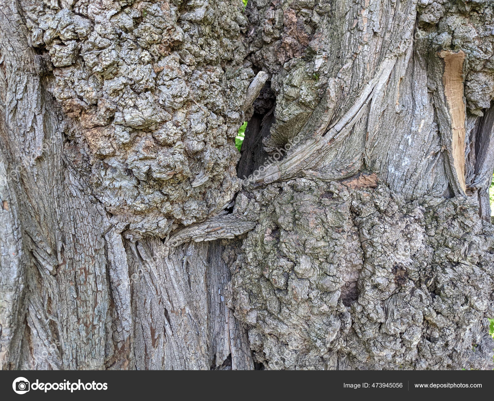 Close Tree Trunk Texture Background Wood — Stock Photo © alin.s #473945056