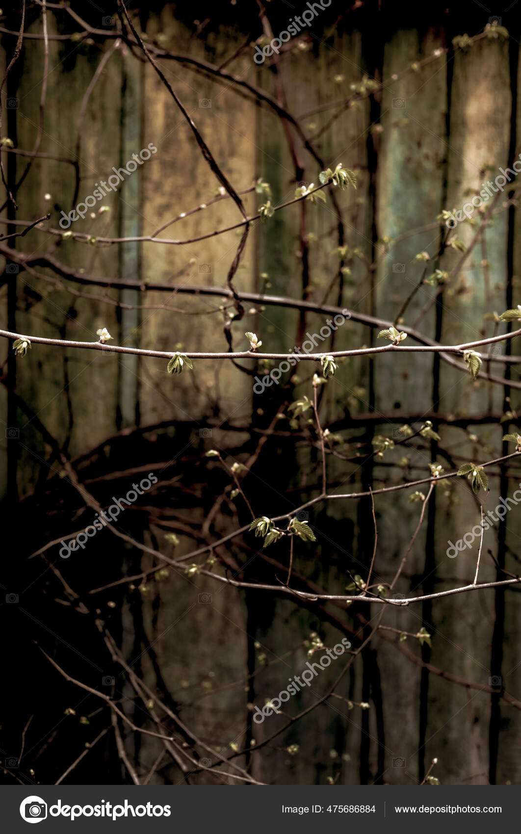 Beautiful Tree Branches Spring Wooden Fence Background — Stock Photo ...