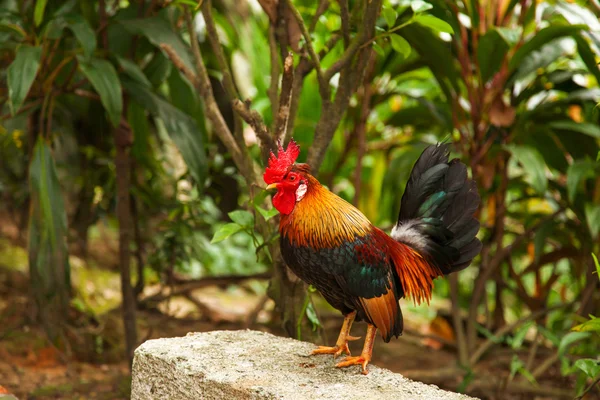 Cuban rooster Stock Photos, Royalty Free Cuban rooster Images ...