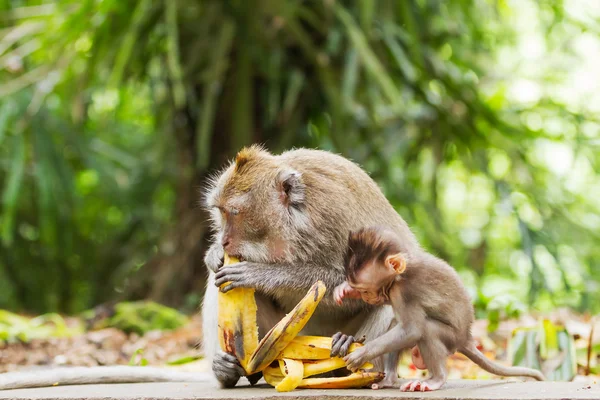 Monkeys eat bananas. Monkey forest in Ubud, Bali, Indonesia. - Stock ...