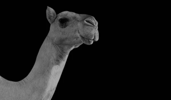 Black and white camel Stockfotografier, royaltyfria Black and white ...