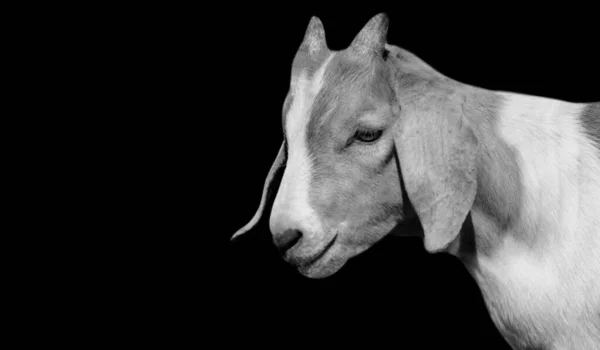Goat black white Stock Photos, Royalty Free Goat black white Images ...