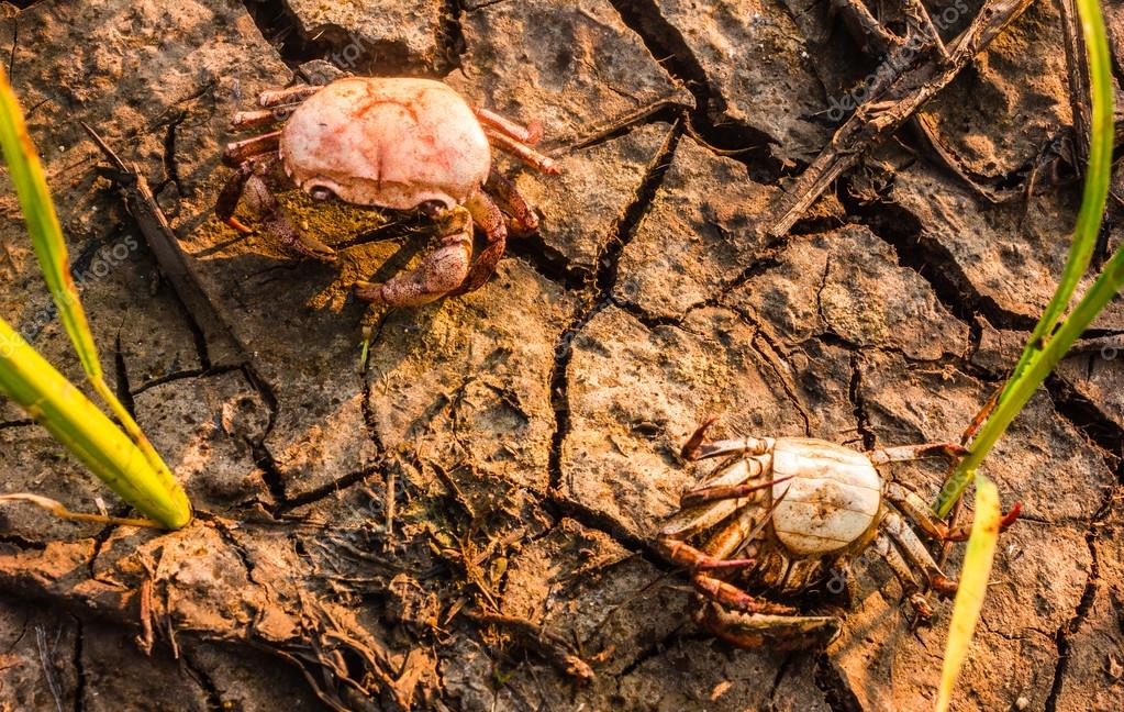 Life cycle crab — Stock Photo © Iceberg10 #113696548