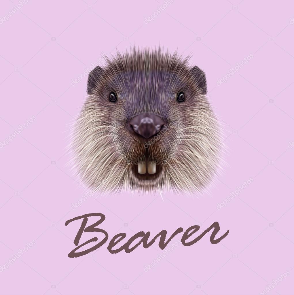 Vector Illustrated Portrait of Beaver. Stock Vector Image by ©ant_art ...