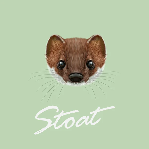 ᐈ Stoat picture cartoon stock vectors, Royalty Free stoat illustrations ...