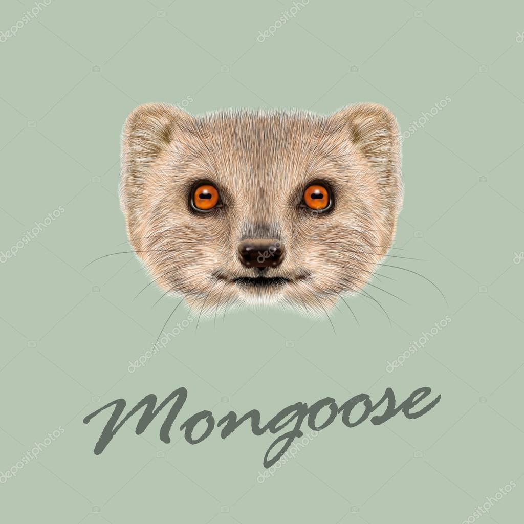 Vector Illustrated portrait of Mongoose. Stock Vector Image by ©ant_art ...
