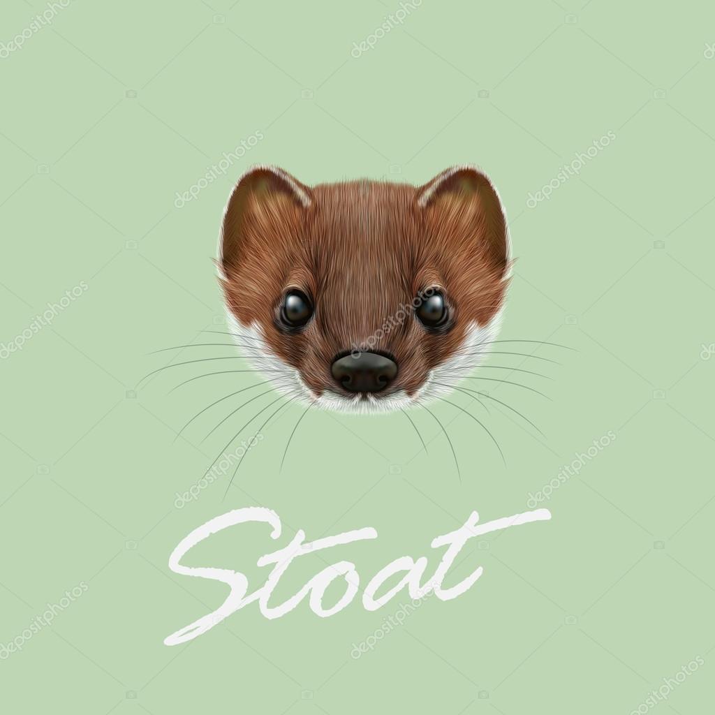 Vector Illustrated portrait of Stoat. Stock Illustration by ©ant_art ...