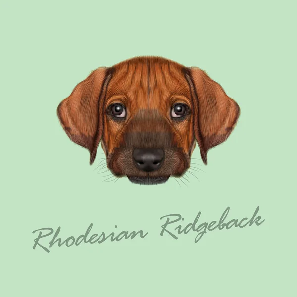 Rhodesian ridgeback Stock-Vektorbilder | Depositphotos