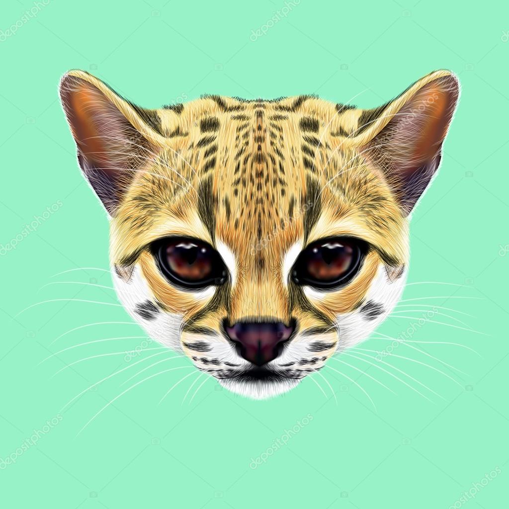 Illustrated Portrait of Margay cat. — Stock Photo © ant_art #112322170
