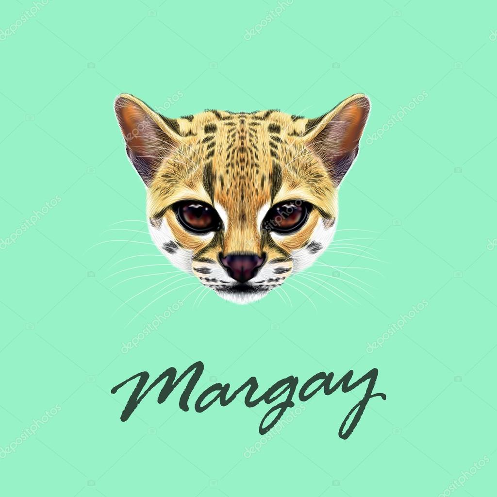Vector Illustrated Portrait of Margay cat. Stock Vector by ©ant_art ...