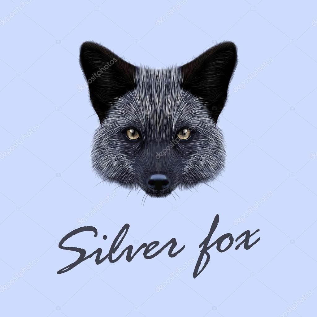 Vector Illustrated Portrait of Silver fox. Stock Vector Image by ©ant ...