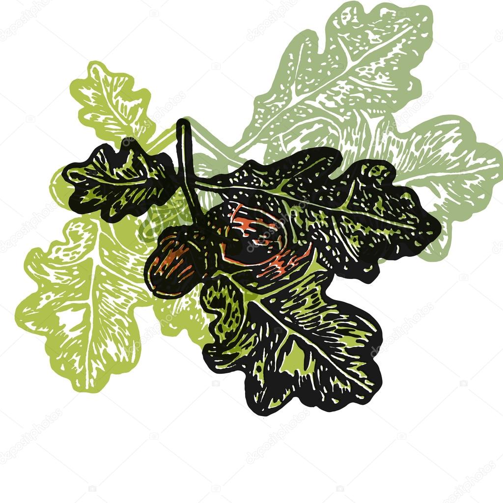 Vector acorns and oak branch in abstract composition. Stock Vector ...