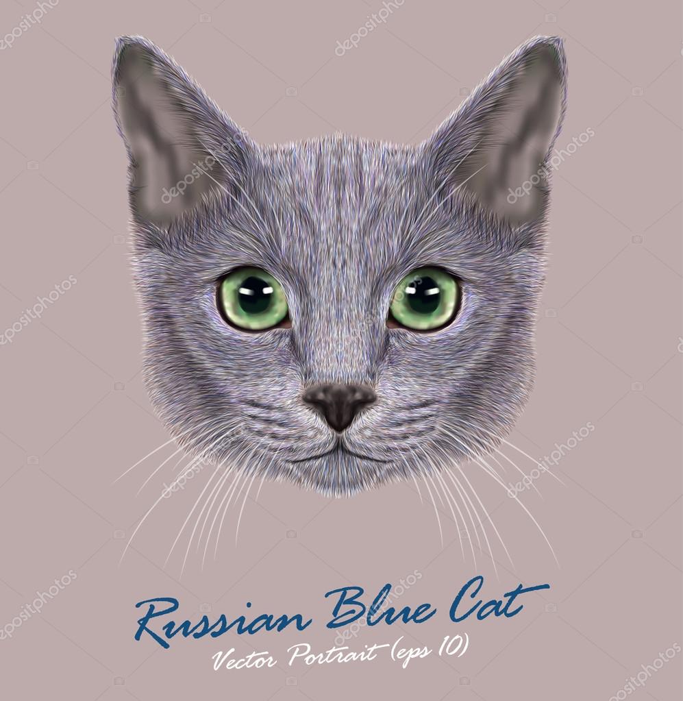 Russian blue cat animal cute face. Vector happy silver kitten head ...