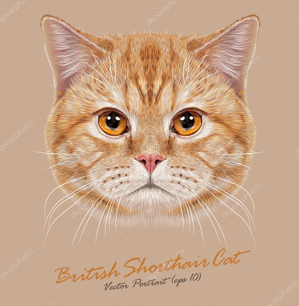 Copper Colored Cat
