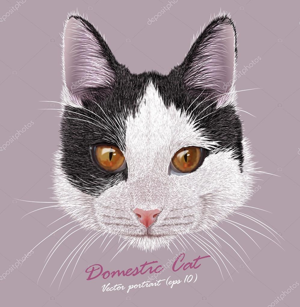 Realistic Kitten Face Drawing