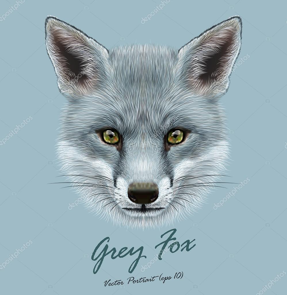 Silver Fox Animal Face