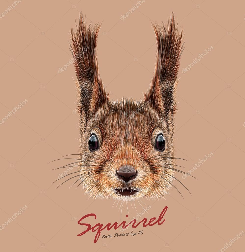 Squirrel wild animal face. Vector Britain cute red squirrel head ...