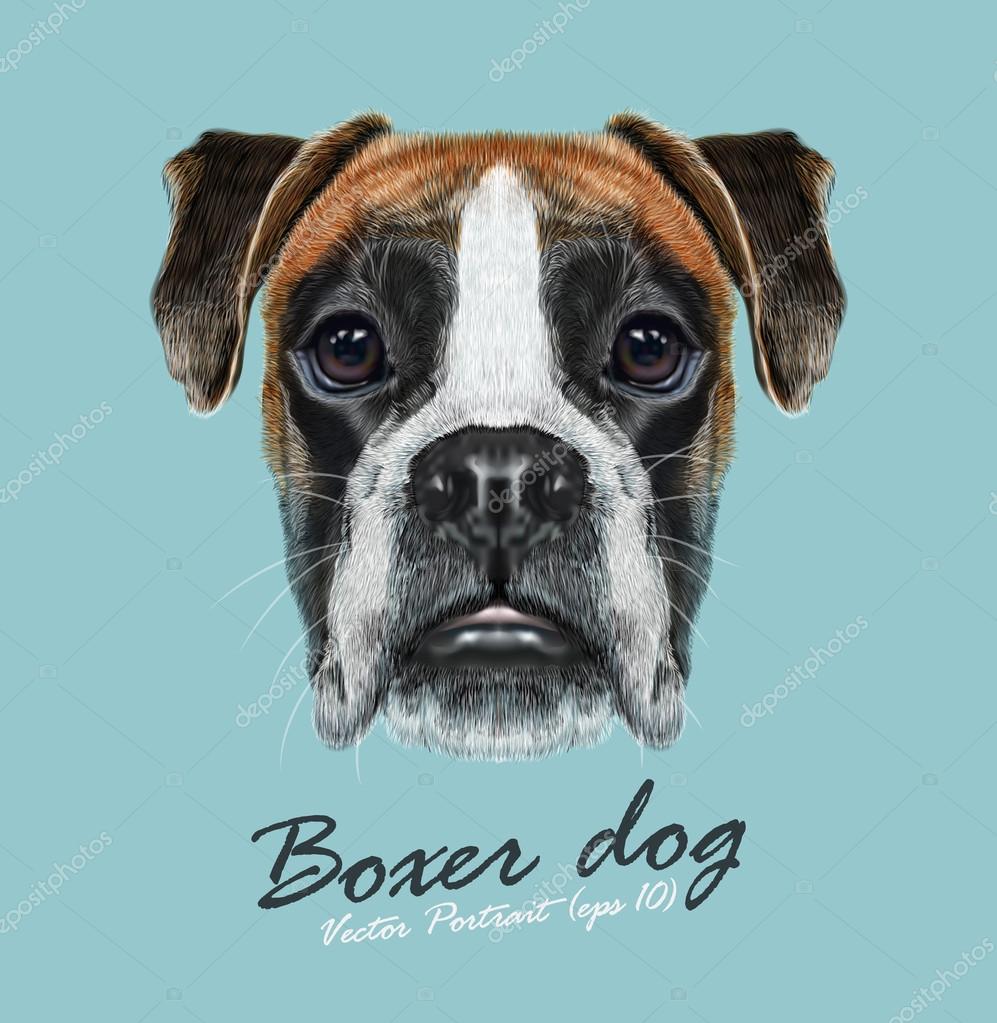 Boxer Puppy Drawing