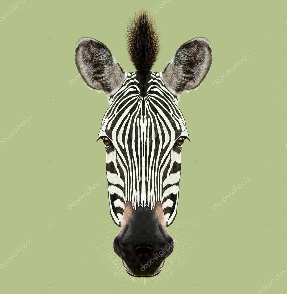 Illustrated Portrait of Zebra. — Stock Photo © ant_art #93634426