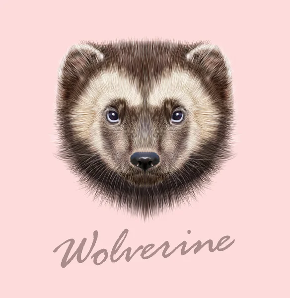 Wolverine head Vector Art Stock Images | Depositphotos
