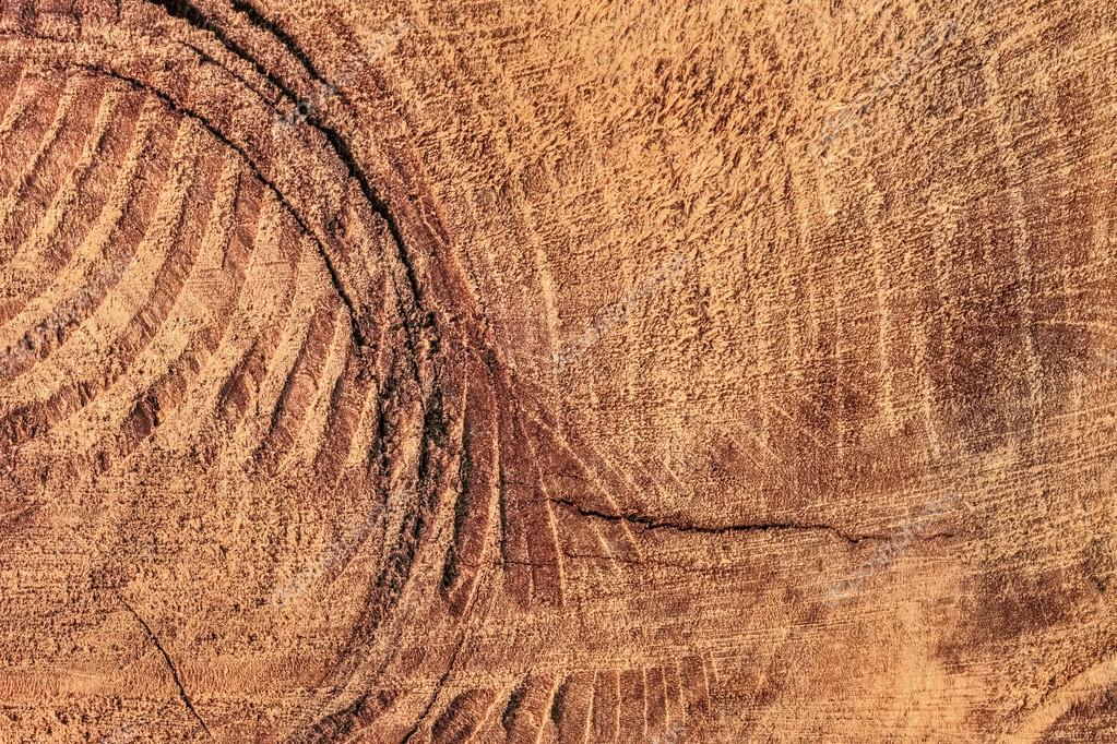 Poplar Wood Cross Section Grunge Texture — Stock Photo © Berka777 #82511486