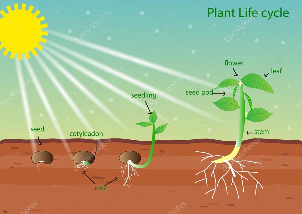 Plant life cycle vector design Stock Vector Image by ©kawin302 #105990678