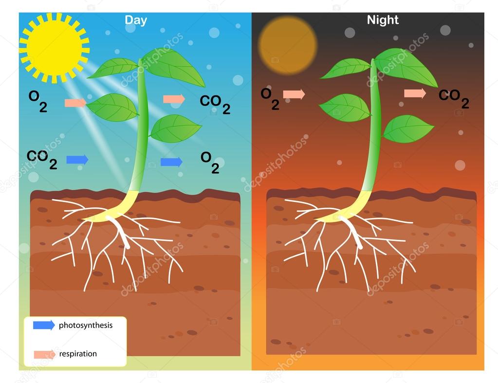 Photosynthesis And Respiration Animation
