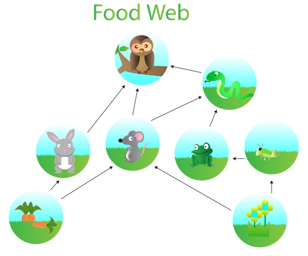 100,000 Ecology food web Vector Images | Depositphotos