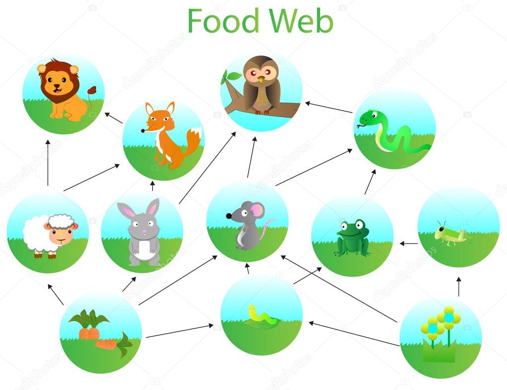 Food web vector ⬇ Vector Image by © kawin302 | Vector Stock 110152628