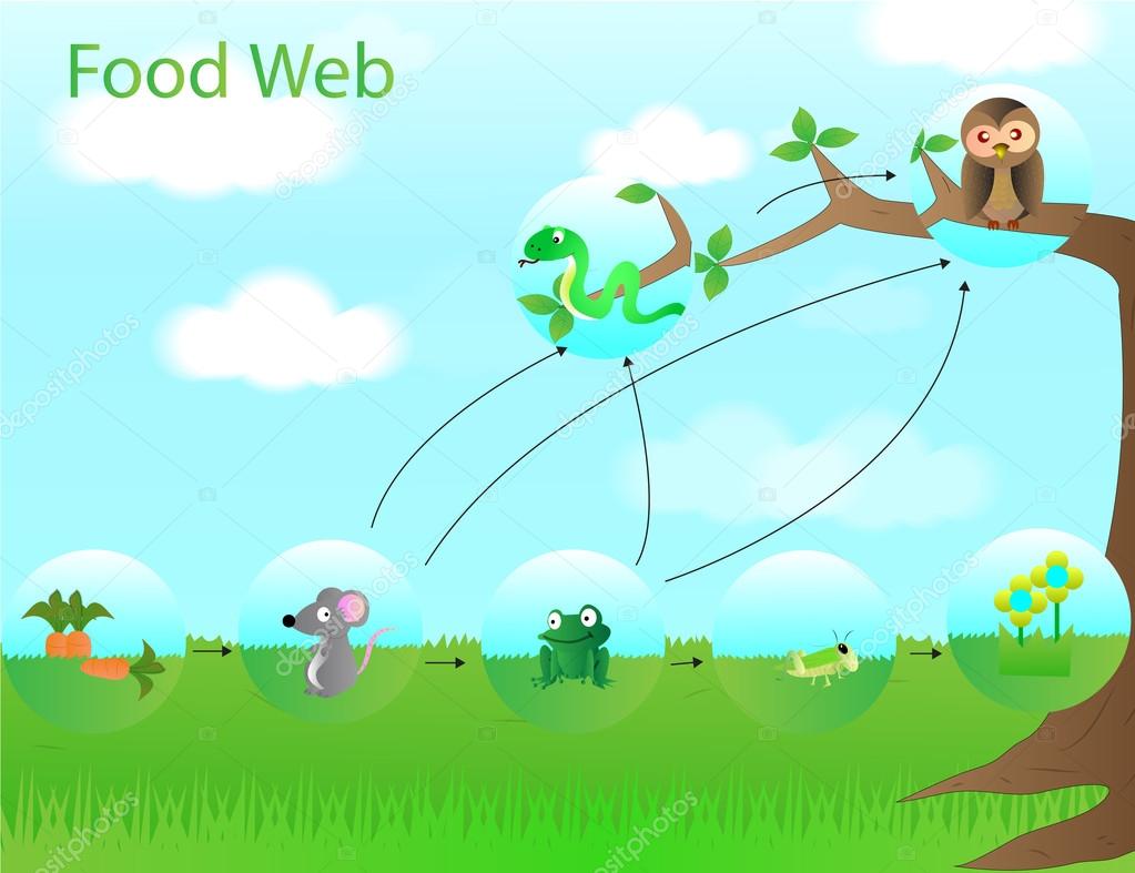 Food web vector Stock Vector Image by ©kawin302 #110152772
