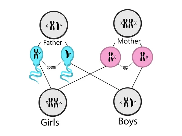 Sex Determination System Stock Vector Image By ©kawin302 87503326