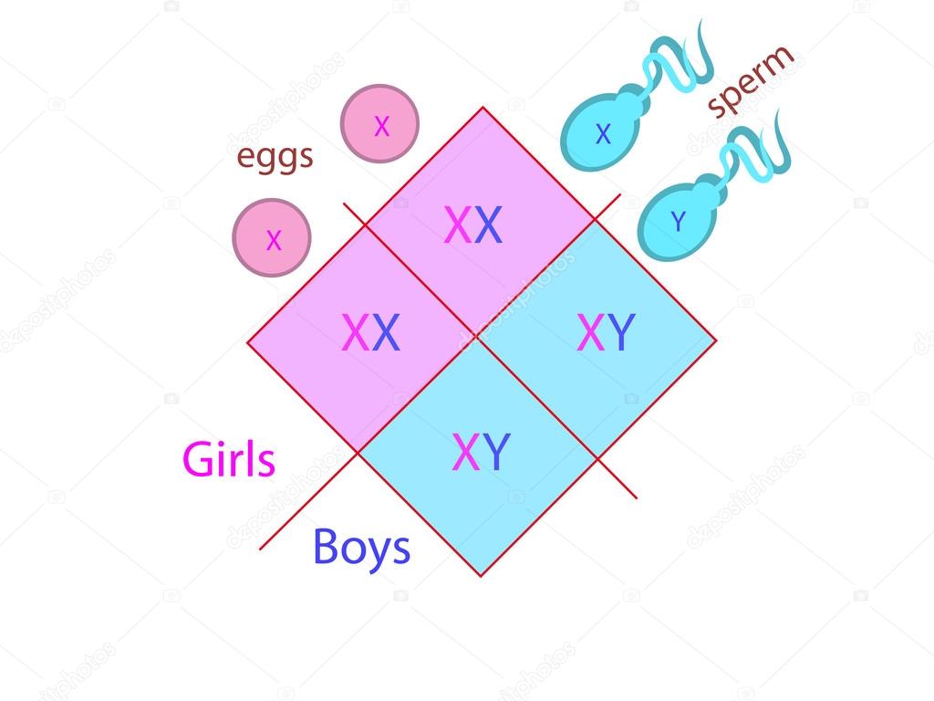Sex Determination System Stock Vector Image By ©kawin302 87503396
