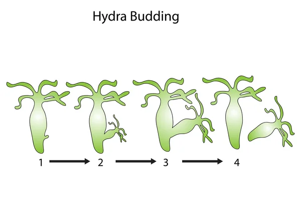 Budding Asexual Reproduction