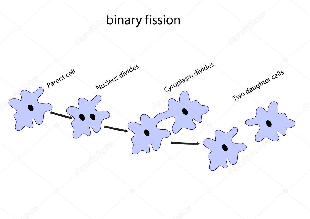 Binary fission vector — Stock Vector © kawin302 #89710818 Binary fission vector — Stock Vector © kawin302 #89710818