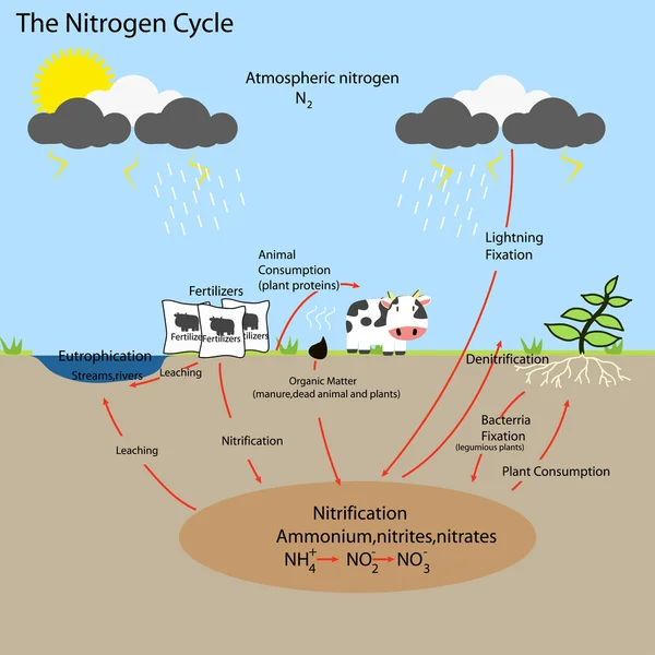 Nitrogen Cycle Vector Illustration Labeled Educational Vector