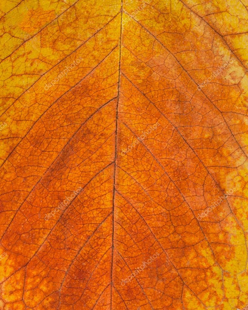 Autumn Leaf Texture