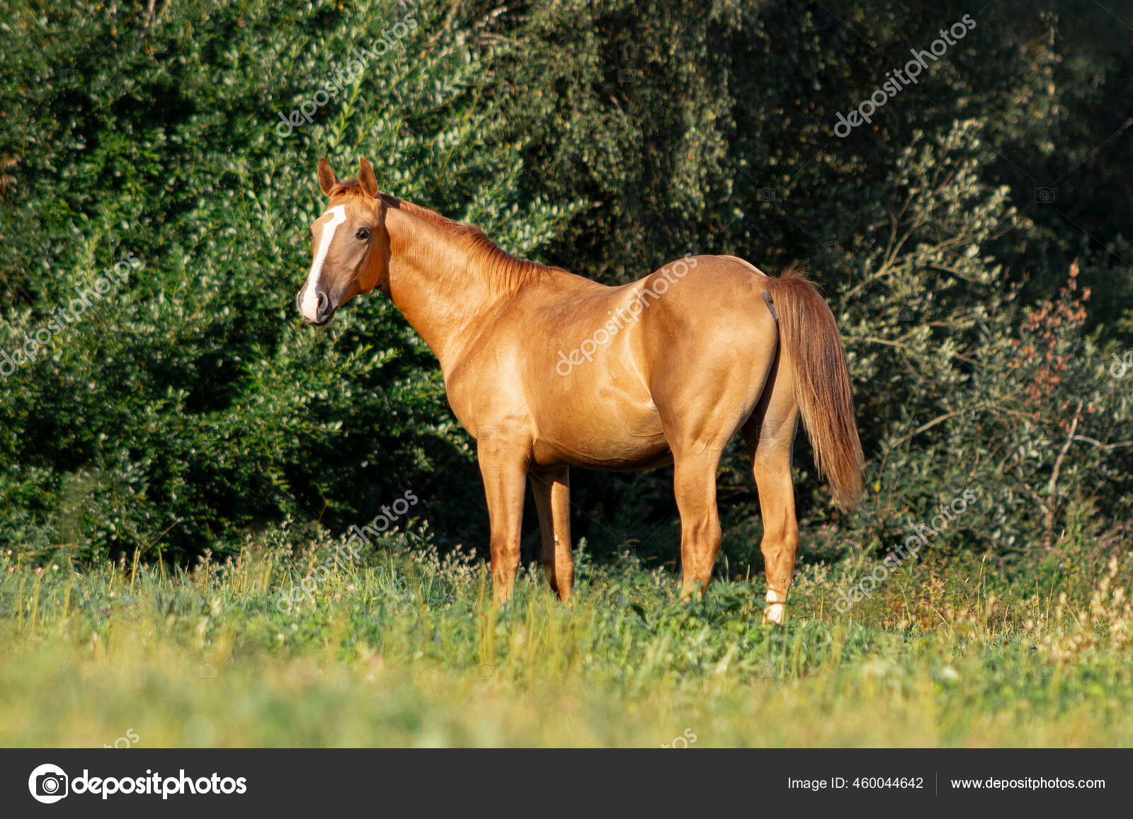 Light Chestnut Don Breed Young Colt Moon Shaped White Blaze — Stock ...