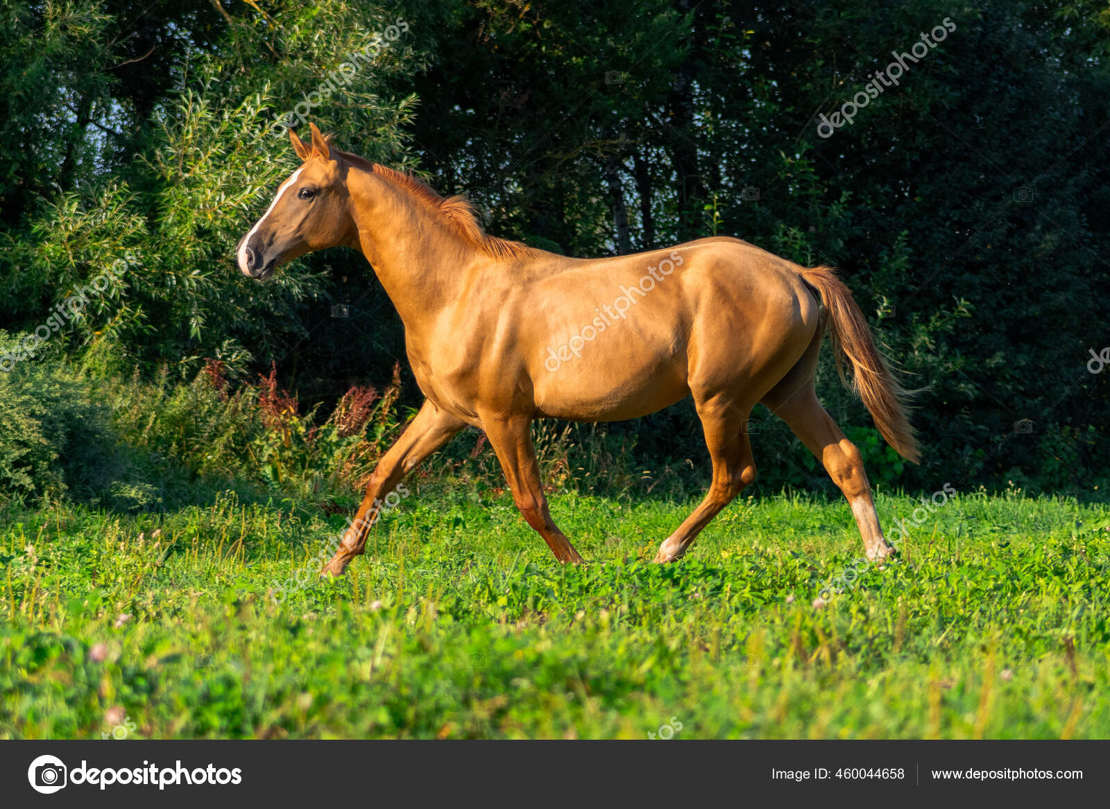 Light Chestnut Horse