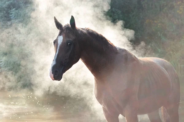 Wet horse Stock Photos, Royalty Free Wet horse Images | Depositphotos