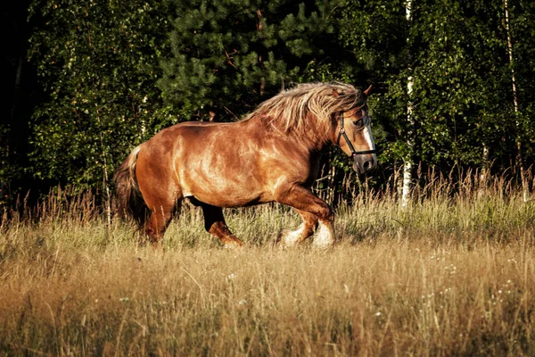 Draft Horse Cantering
