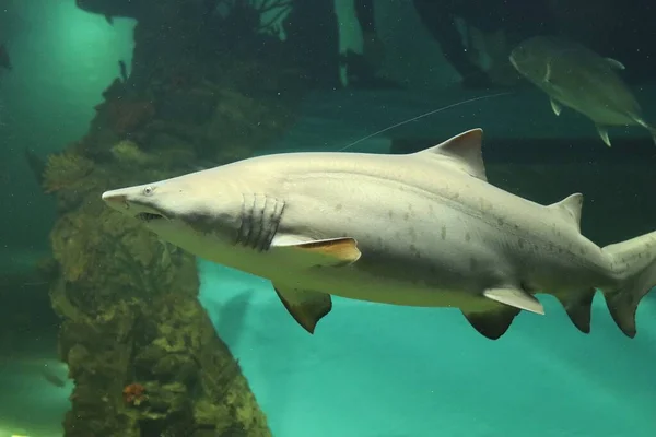 Hiu harimau pasir Stock fotók, Hiu harimau pasir Jogdíjmentes képek ...