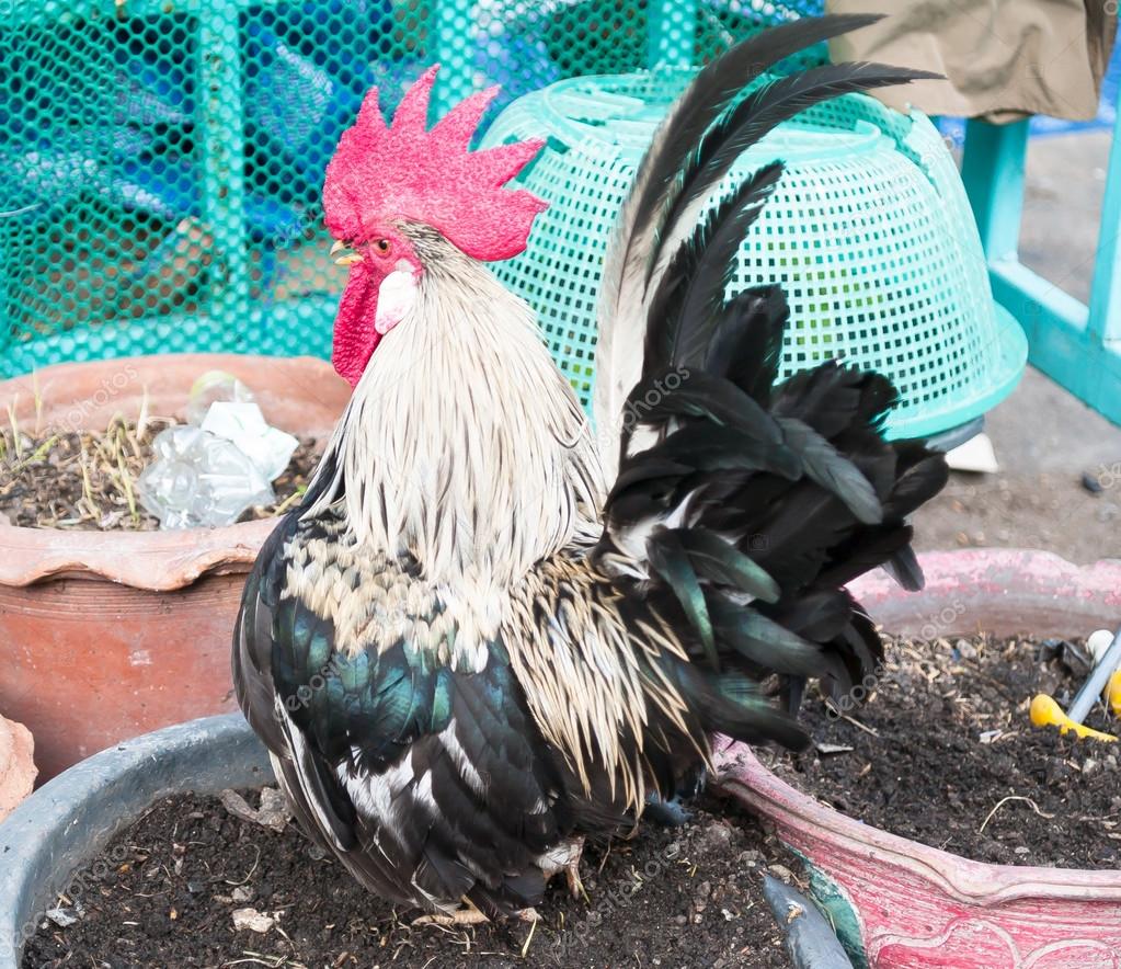 Bantam — Stock Photo © kun2512 #84861260