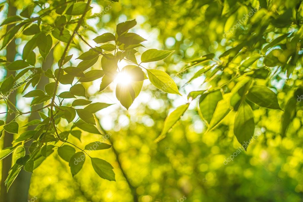 Leaves background with sun light bright Stock Photo by ©borjomi88 117217156