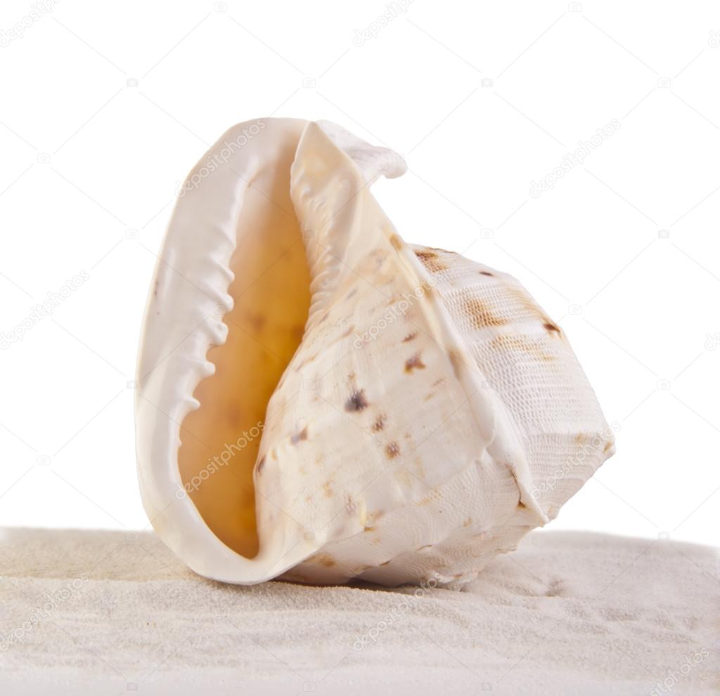 Sand and a beautiful large shell — Stock Photo © borjomi88 #118196310