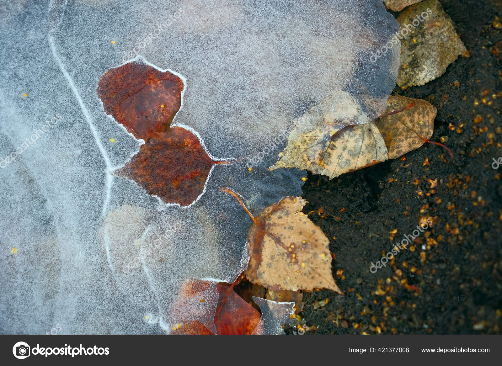 Ice Texture Frozen Soil Land Foliage Ice — Stock Photo © borjomi88 ...
