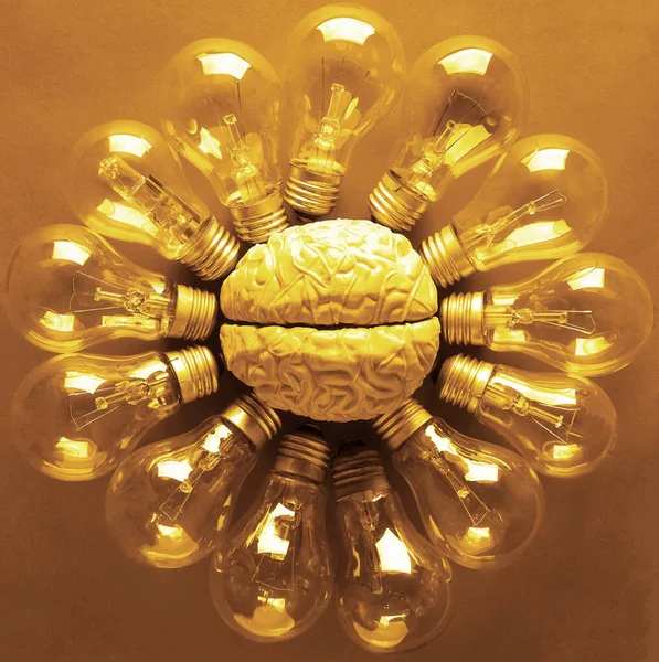 Lightbulb brain Stock Photos, Royalty Free Lightbulb brain Images ...