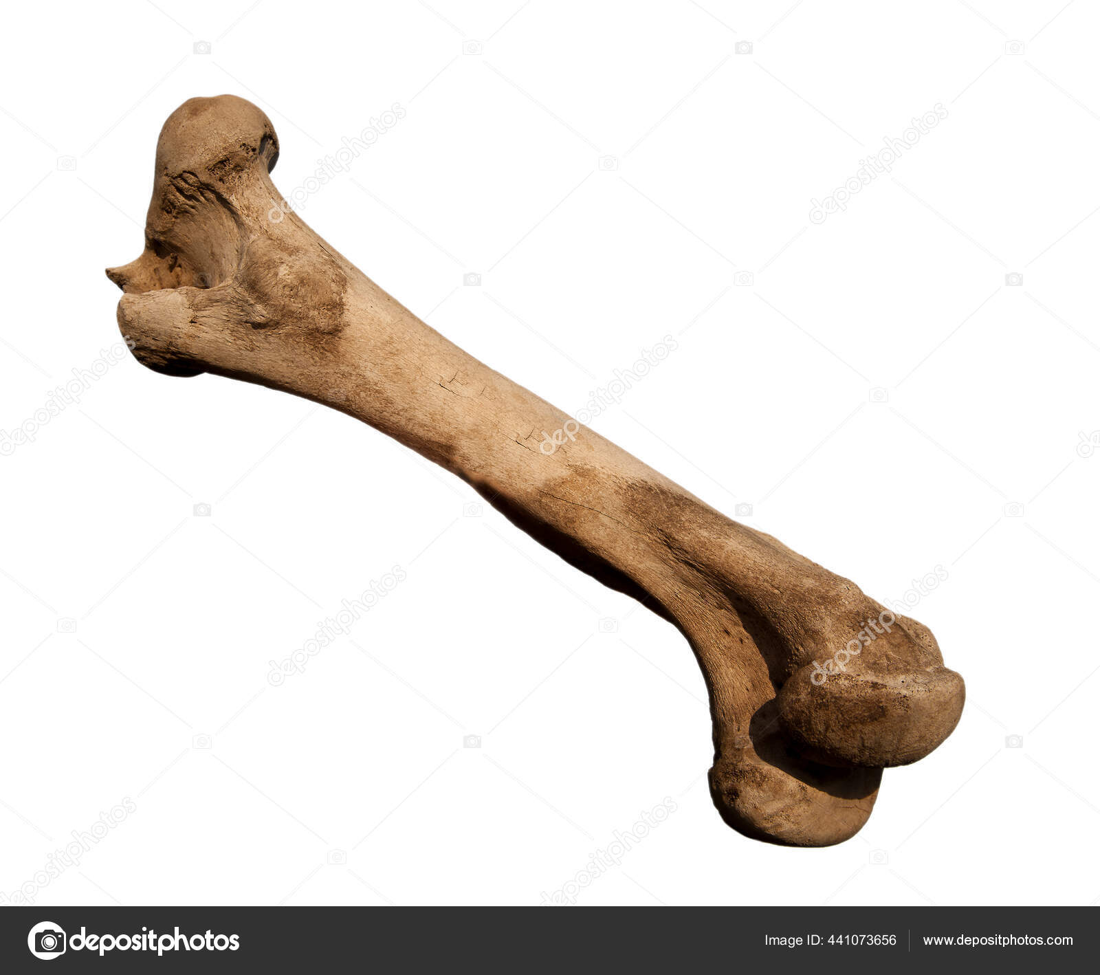 Cow Femur Anatomy