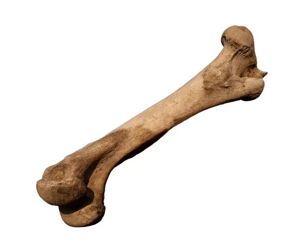 Cow Femur Anatomy