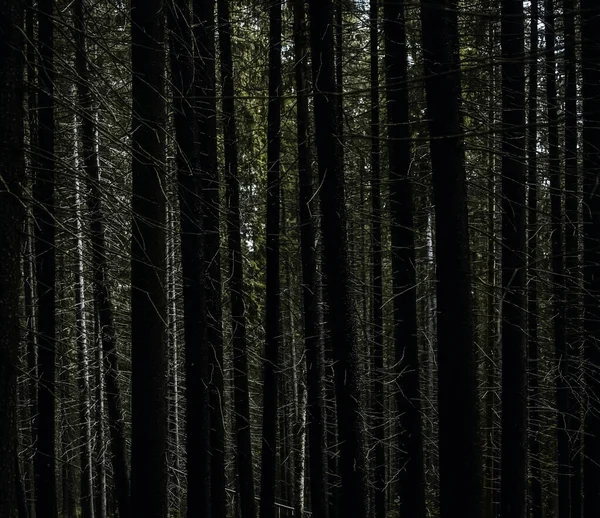 Dark forest background Stock Photos, Royalty Free Dark forest ...