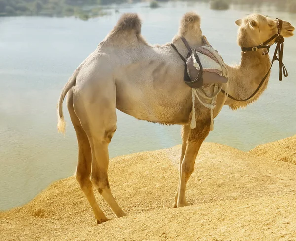 Camel guide Stock Photos, Royalty Free Camel guide Images | Depositphotos